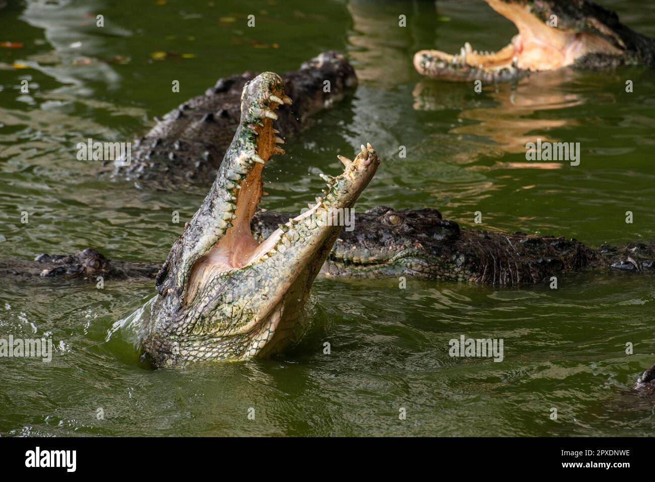 Crocodile at the Pattaya Crocodile Farm near the city of Pattaya in the ...