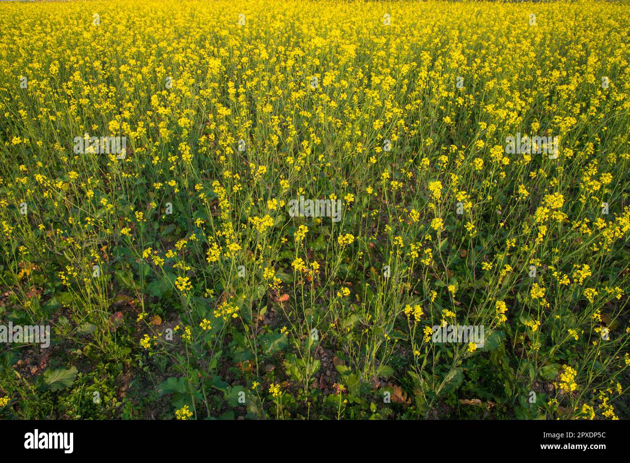 Blooming Yellow Rapeseed flowers in the field. can be used as a floral ...