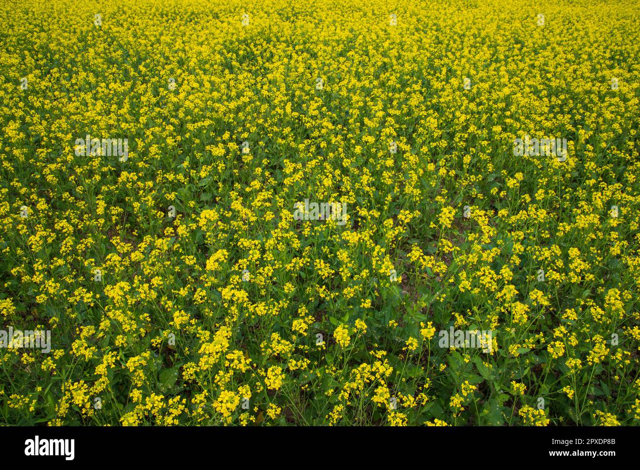 Blooming Yellow Rapeseed flowers in the field. can be used as a floral ...