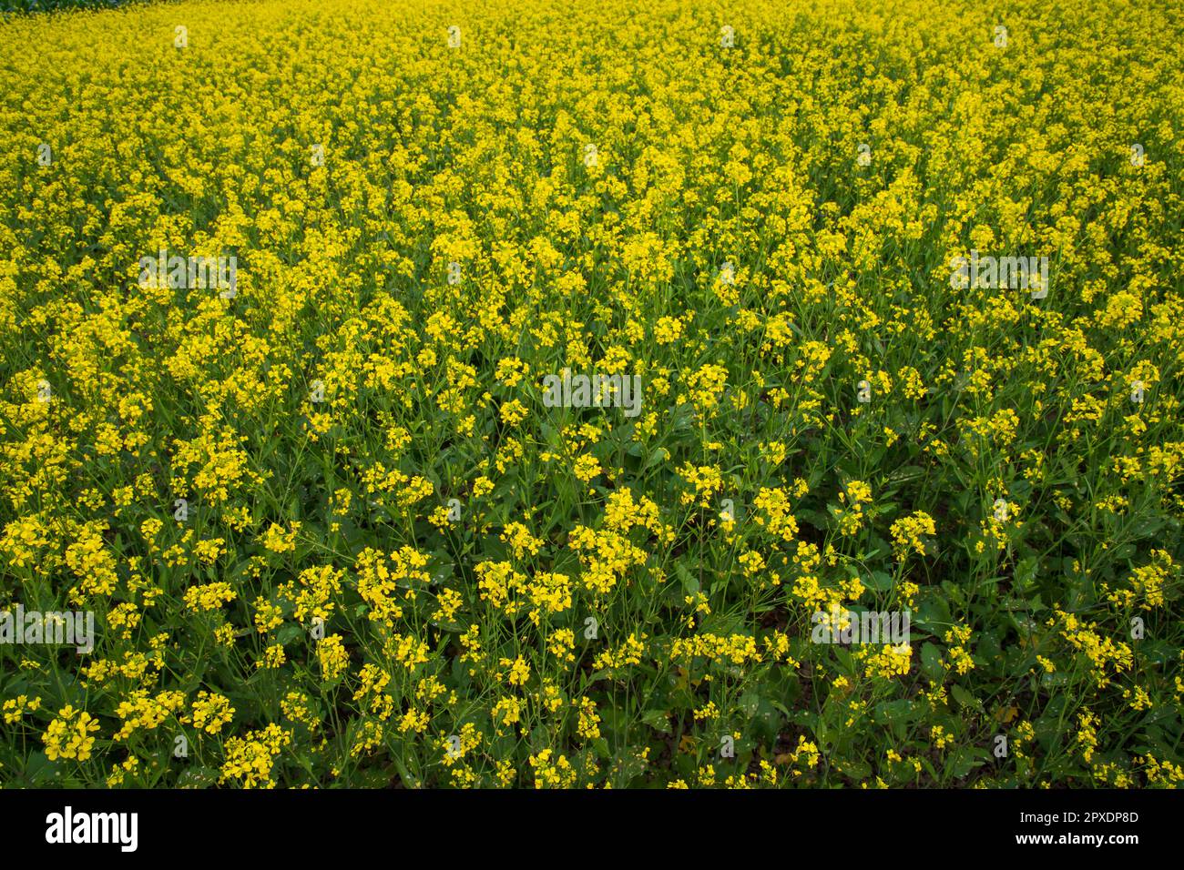 Blooming Yellow Rapeseed flowers in the field. can be used as a floral texture background Stock ...