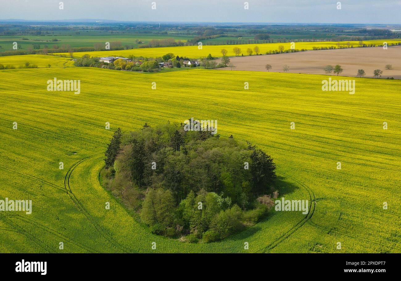 Heinersdorf, Germany. 02nd May, 2023. Bright yellow blooming canola ...