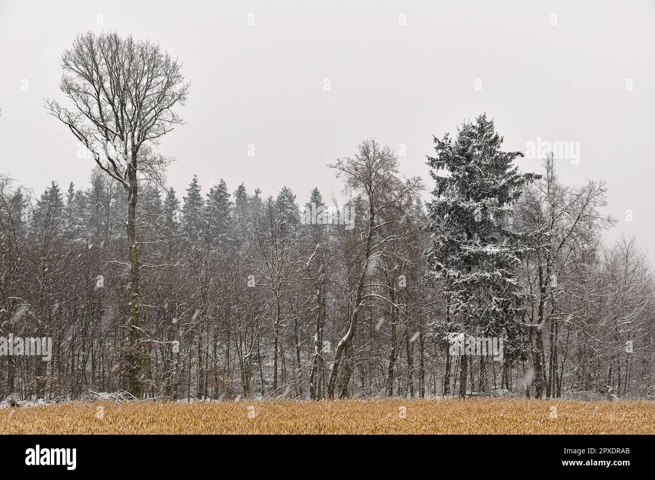 A forest with snow, winter in Germany Stock Photo - Alamy