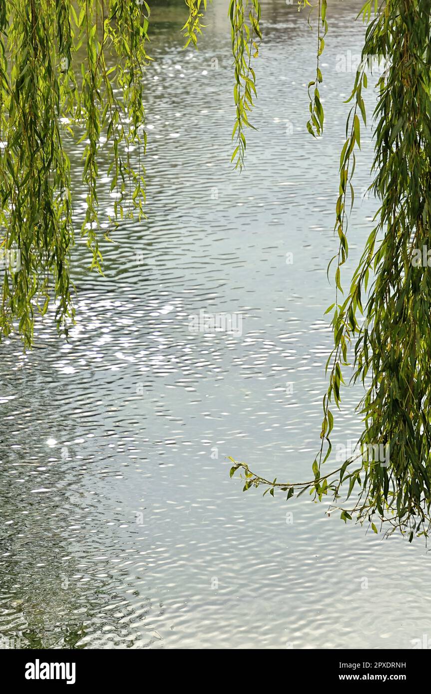 A Willow (Salix) hangs over a creek Stock Photo - Alamy