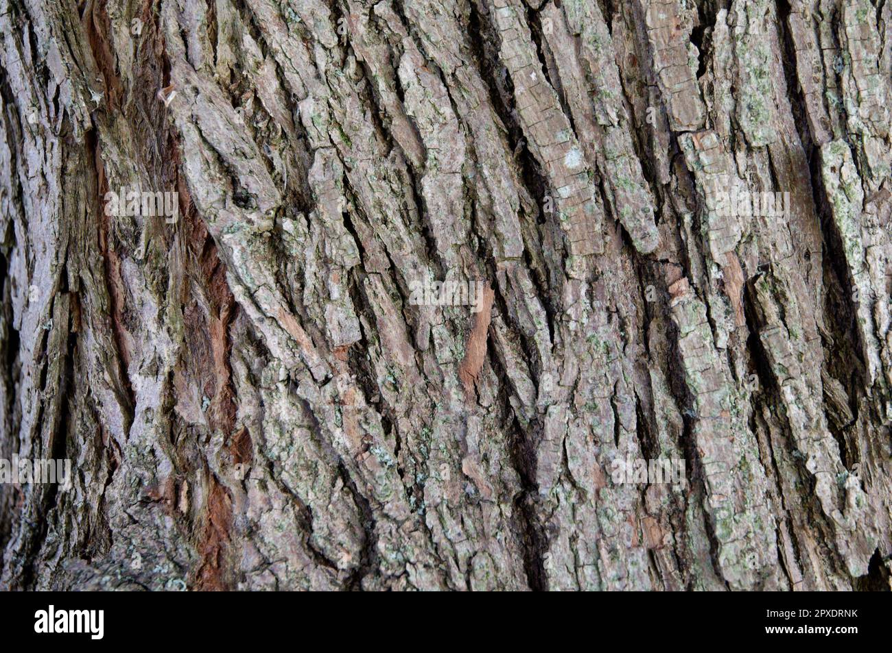 Salix structure hi-res stock photography and images - Alamy