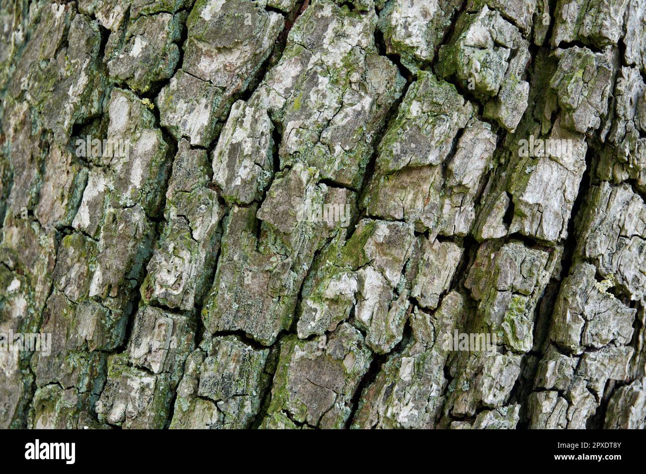 The Bark of pear (Pyrus) Background Stock Photo - Alamy