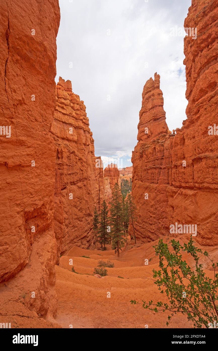Switchbacks in a Narrow Canyon in Bryce Canyon National Park in Utah ...