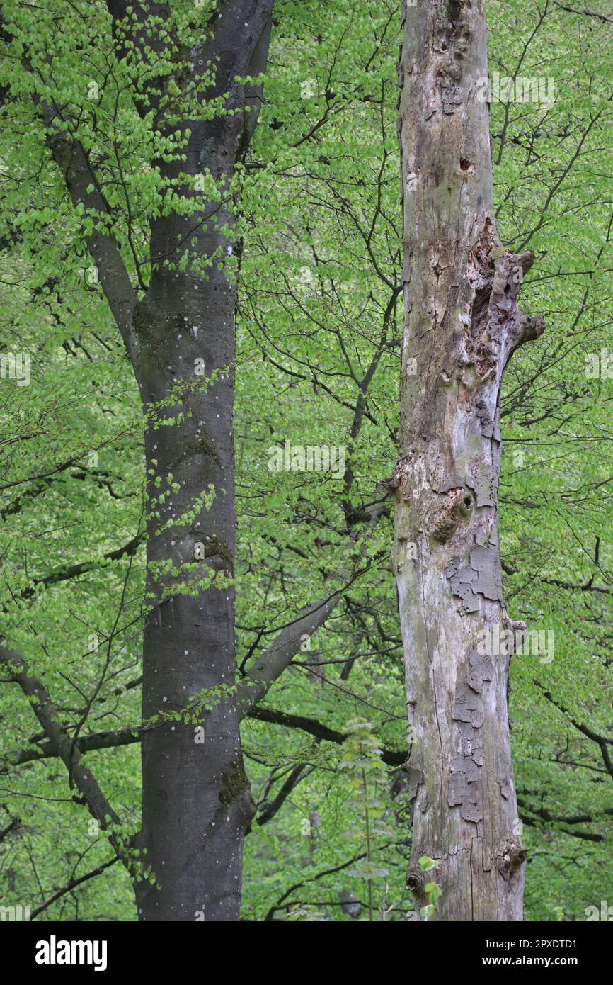two Beeches in different Life cycles Stock Photo - Alamy