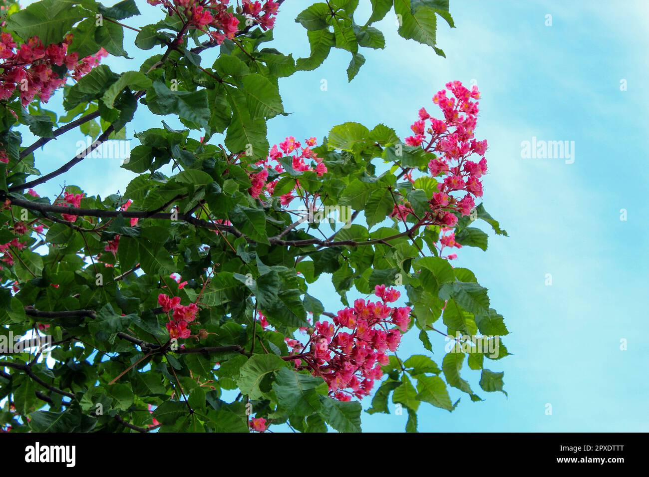 Ruby Red Horsechestnut with deep scarlet flowers Stock Photo - Alamy