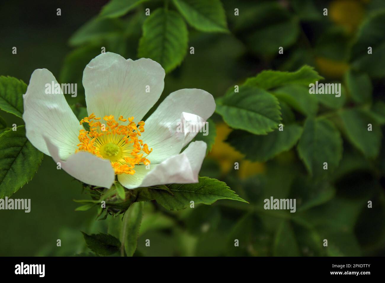 Rosa canina, commonly known as the dog rose Stock Photo - Alamy