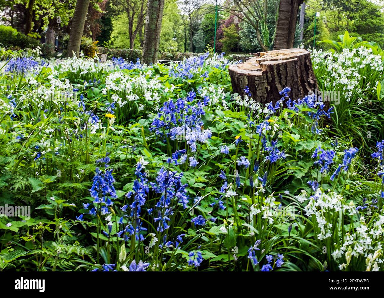 Bluebells bloom in Botanic Gardens Stock Photo - Alamy