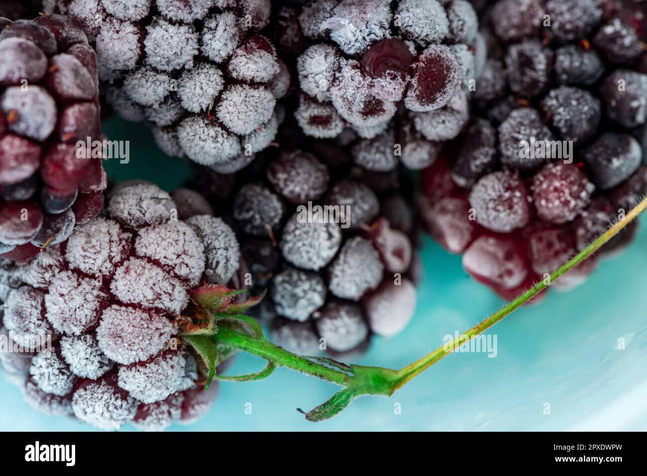 Organic frozen blackberries in a mint green bowl, above vantage point ...