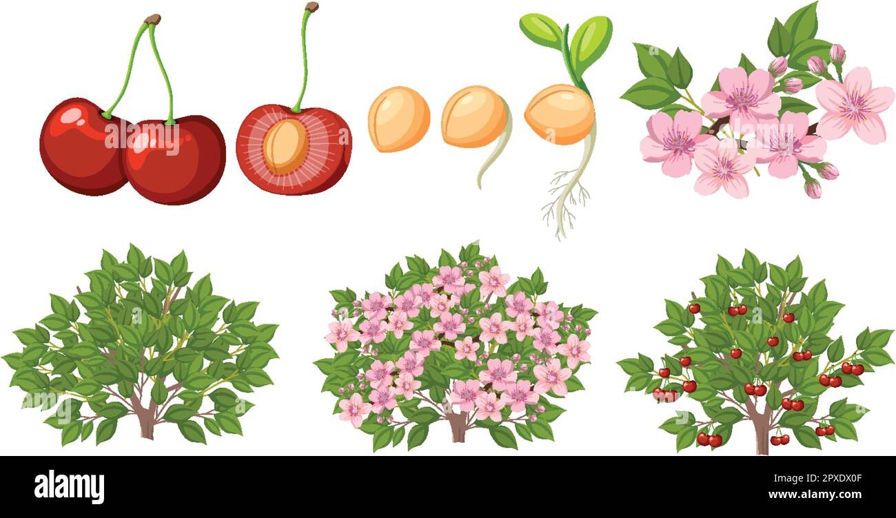 Cherry Blossom Tree Life Cycle at Daria Willis blog