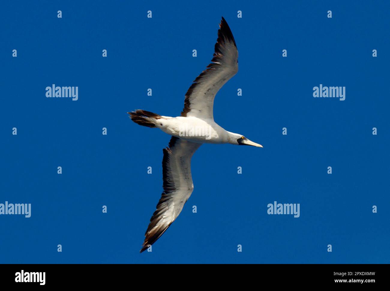 A Masked Booby bird in flight against a clear blue sky Stock Photo - Alamy