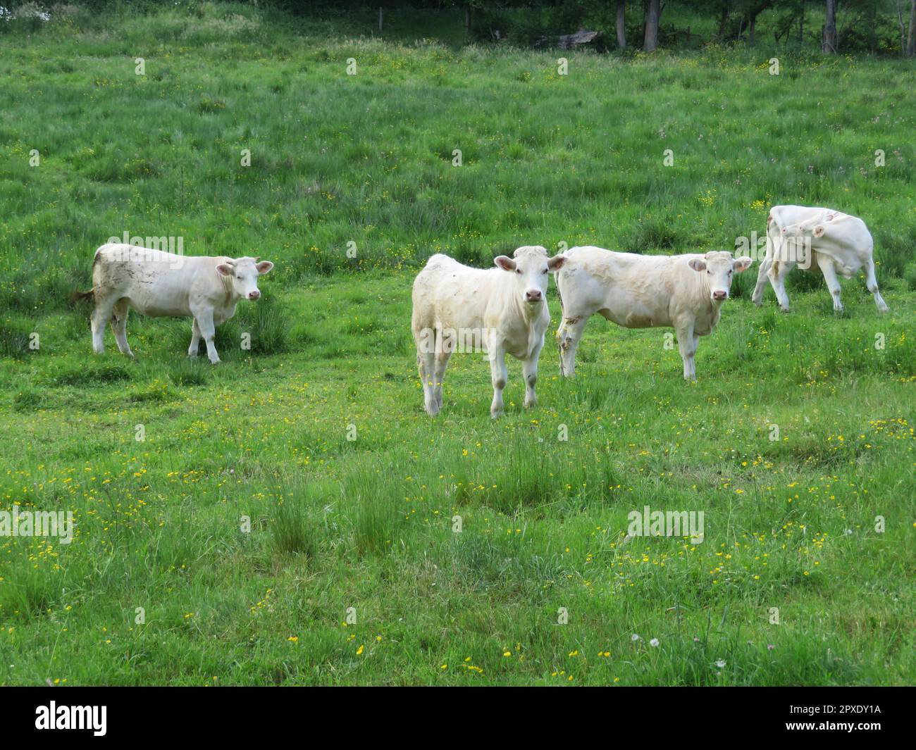 beautiful calves grazing in the meadow quietly happy farm animals Stock ...