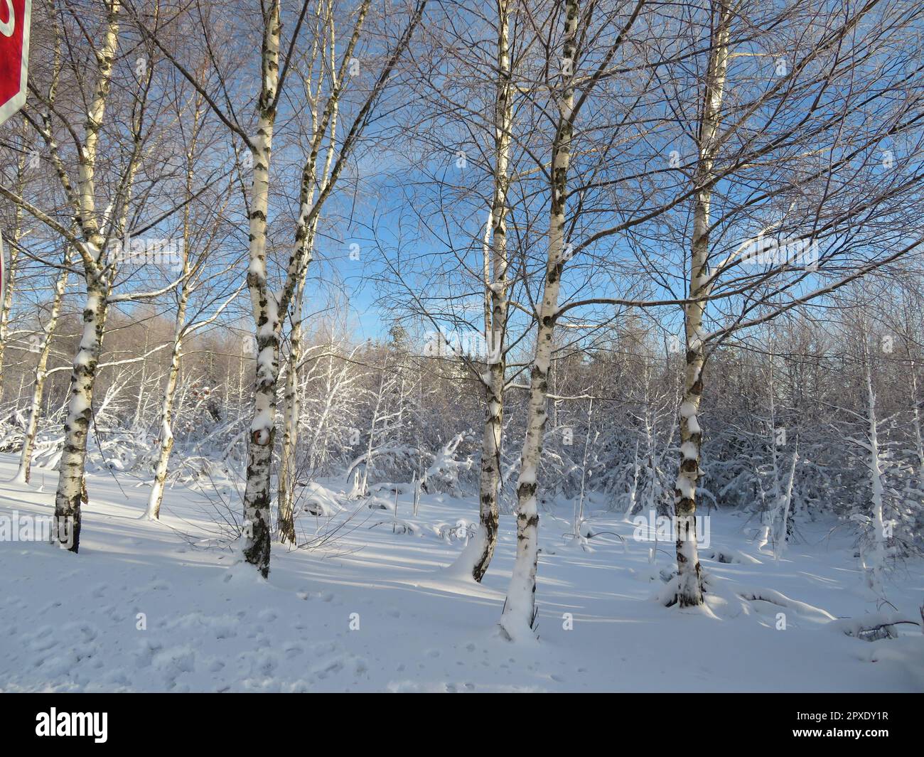 snow white cold winter beautiful ice cream trees landscape Stock Photo ...