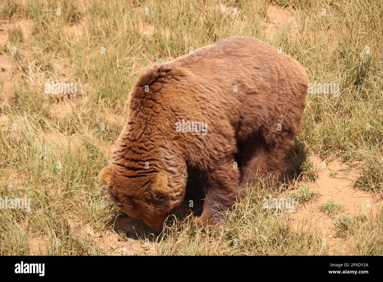 beautiful big wild brown bear dangerous Spanish claws Stock Photo - Alamy