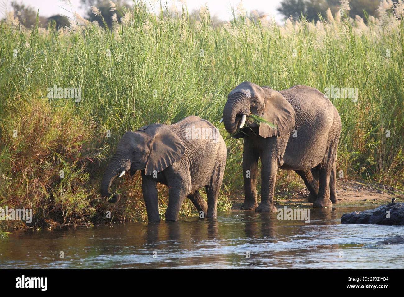 Afrikanischer Elefant im Olifants River / African elephant in Olifants ...