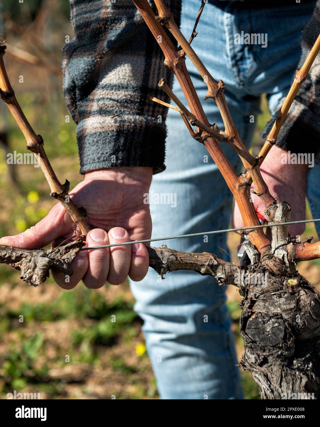 Winegrower pruning the vineyard with professional steel scissors. Traditional agriculture ...