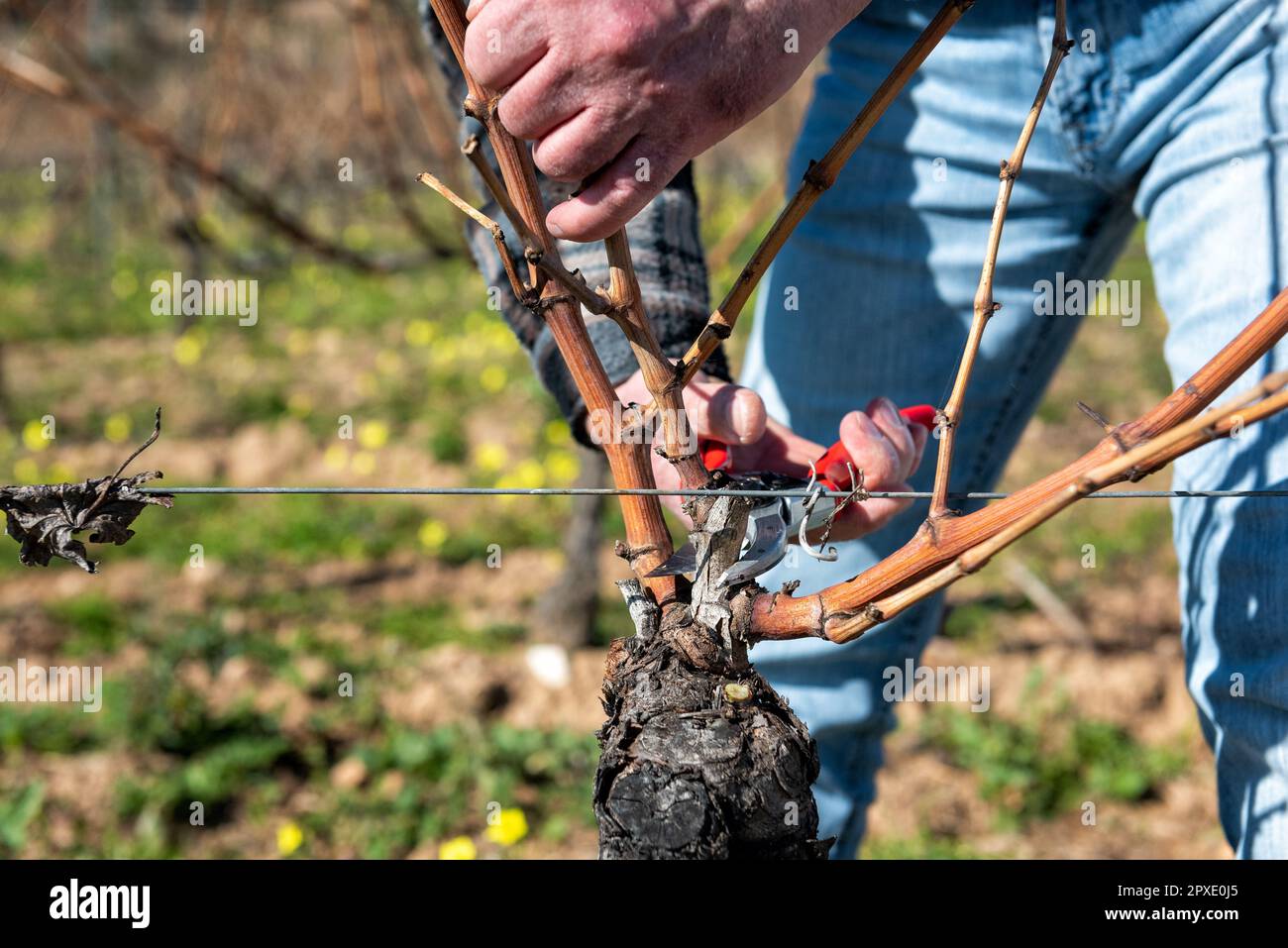 Winegrower pruning the vineyard with professional steel scissors. Traditional agriculture ...