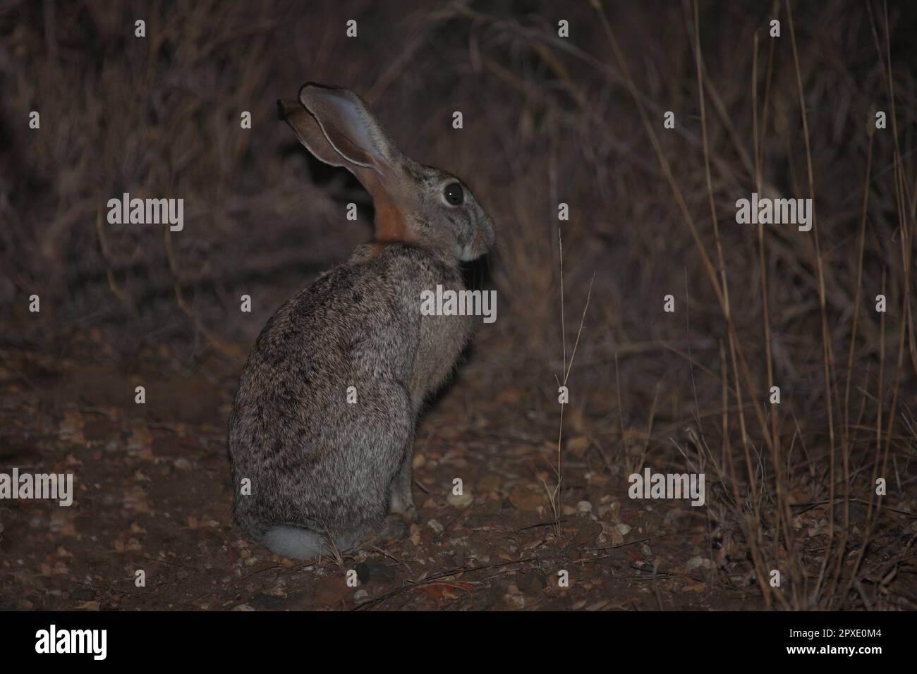 Buschhase / Scrub hare / Lepus saxatilis Stock Photo - Alamy
