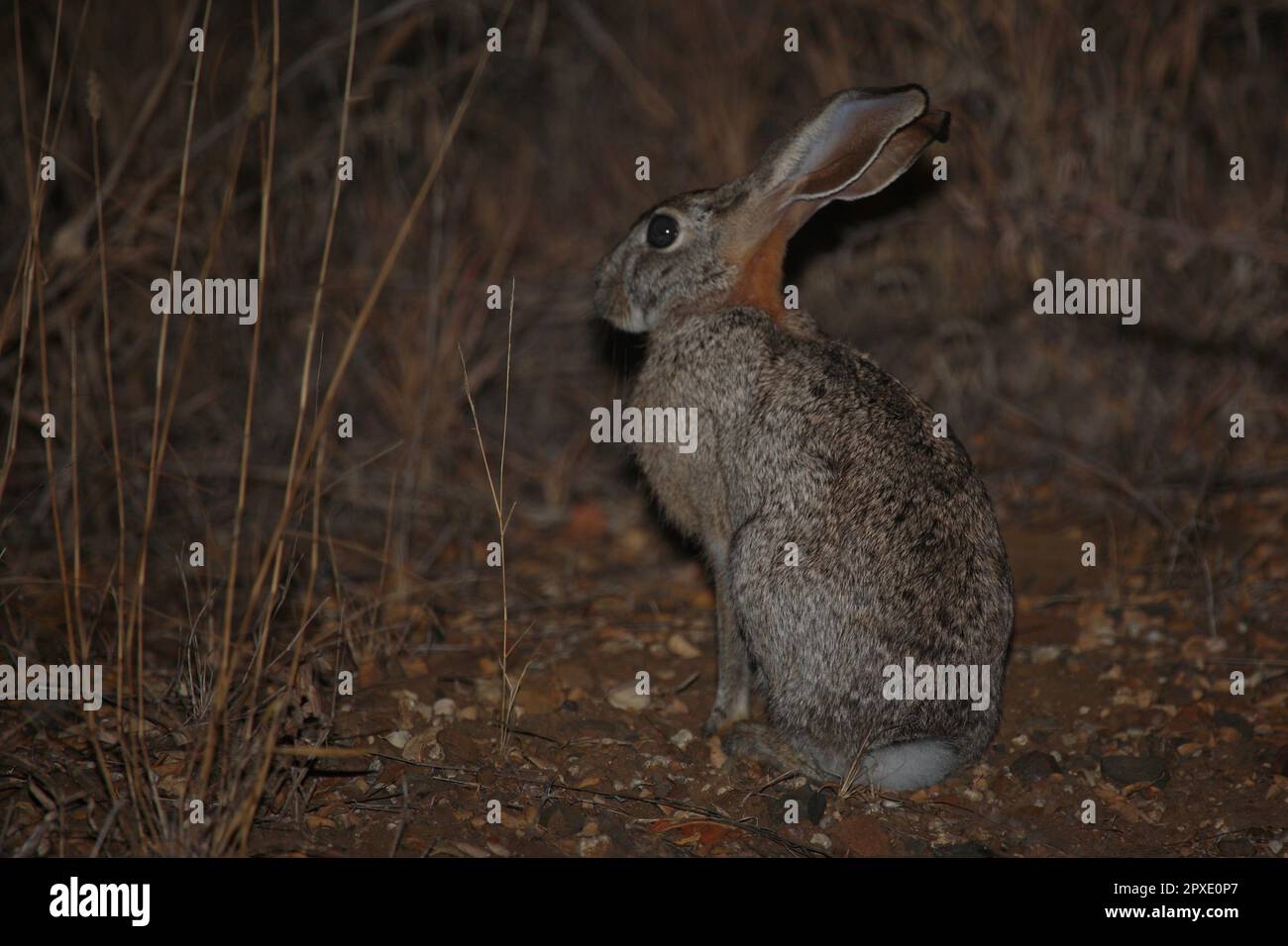 Buschhase / Scrub hare / Lepus saxatilis Stock Photo - Alamy