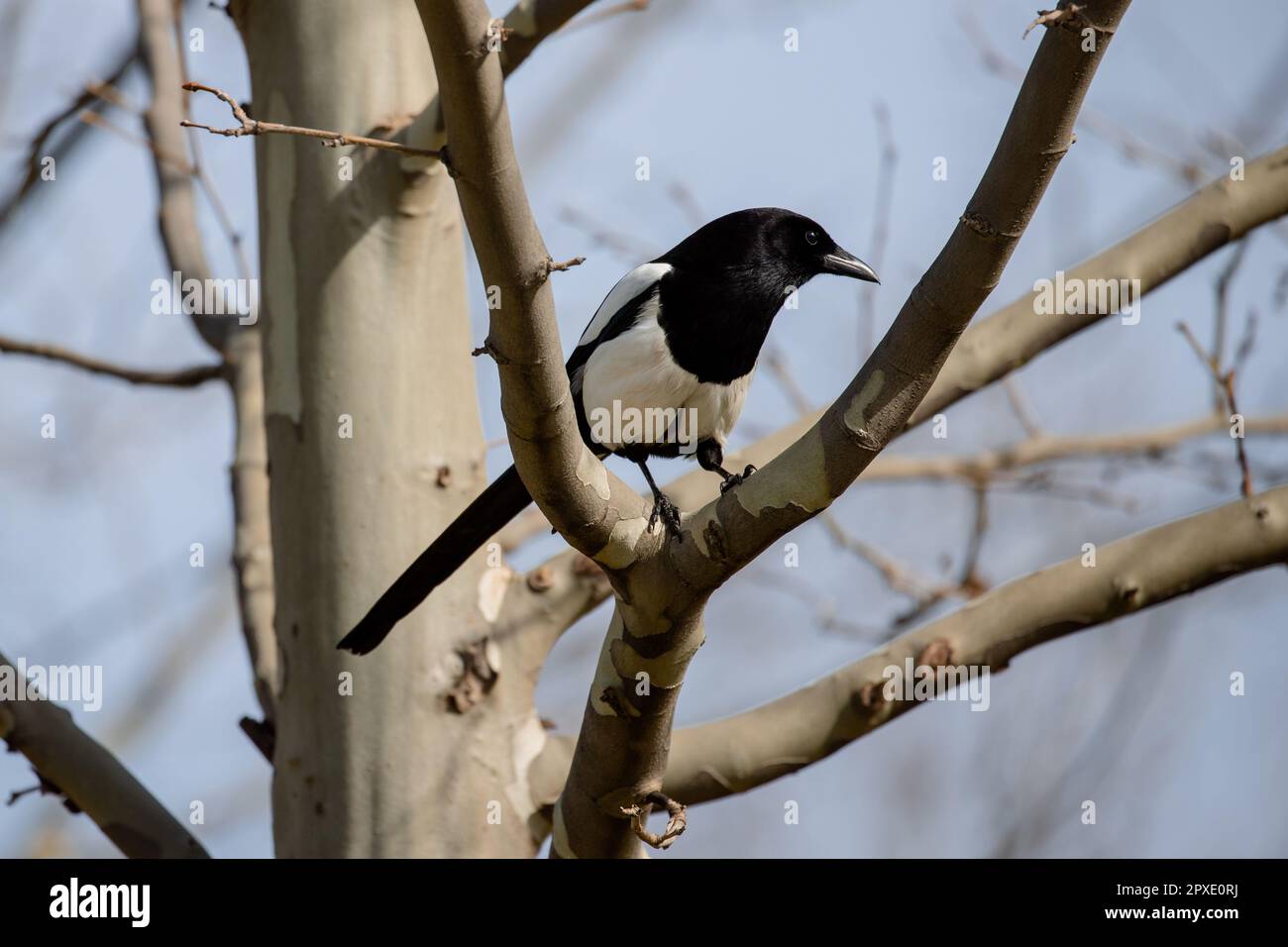 Common magpie perched on a tree branch in a park in Madrid Stock Photo ...