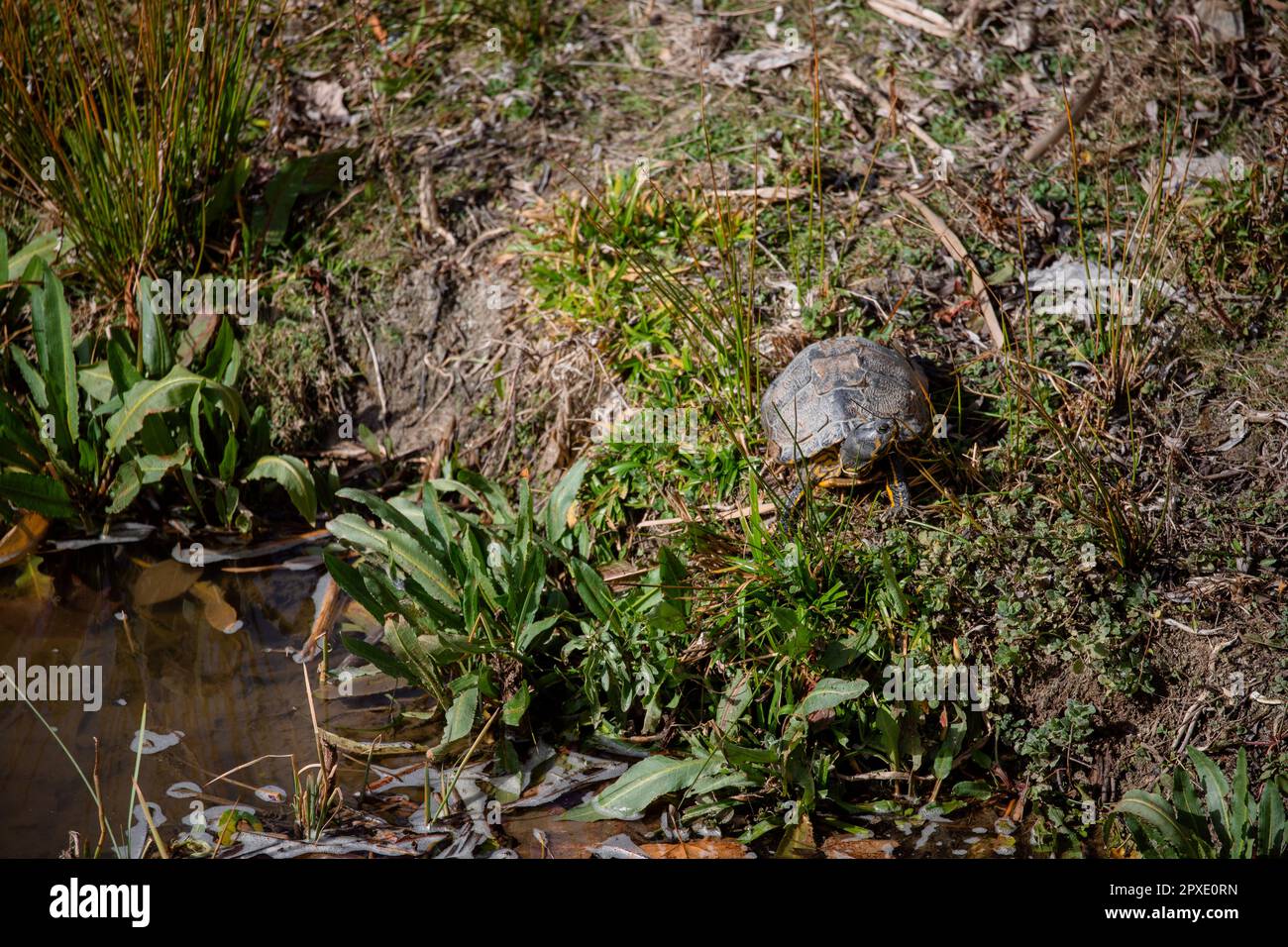 Yellow-eared turtle basking in the sun next to the Manzanares river in ...