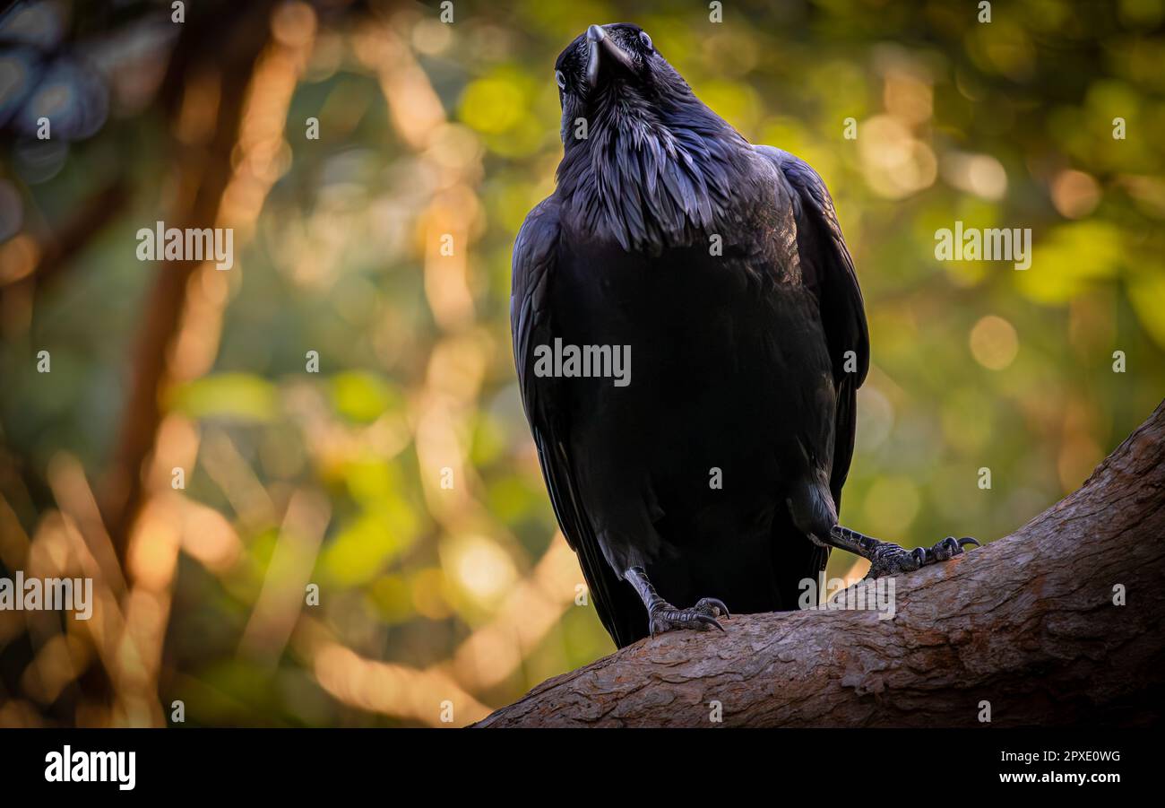 A glossy black crow perched on a tree branch Stock Photo - Alamy