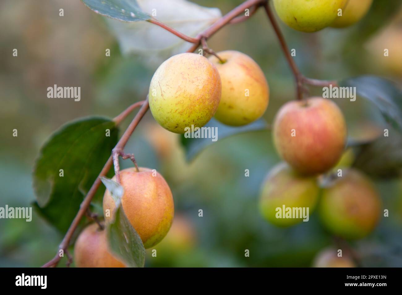 Red jujube fruits or apple kul boroi on the branches of an apple tree ...