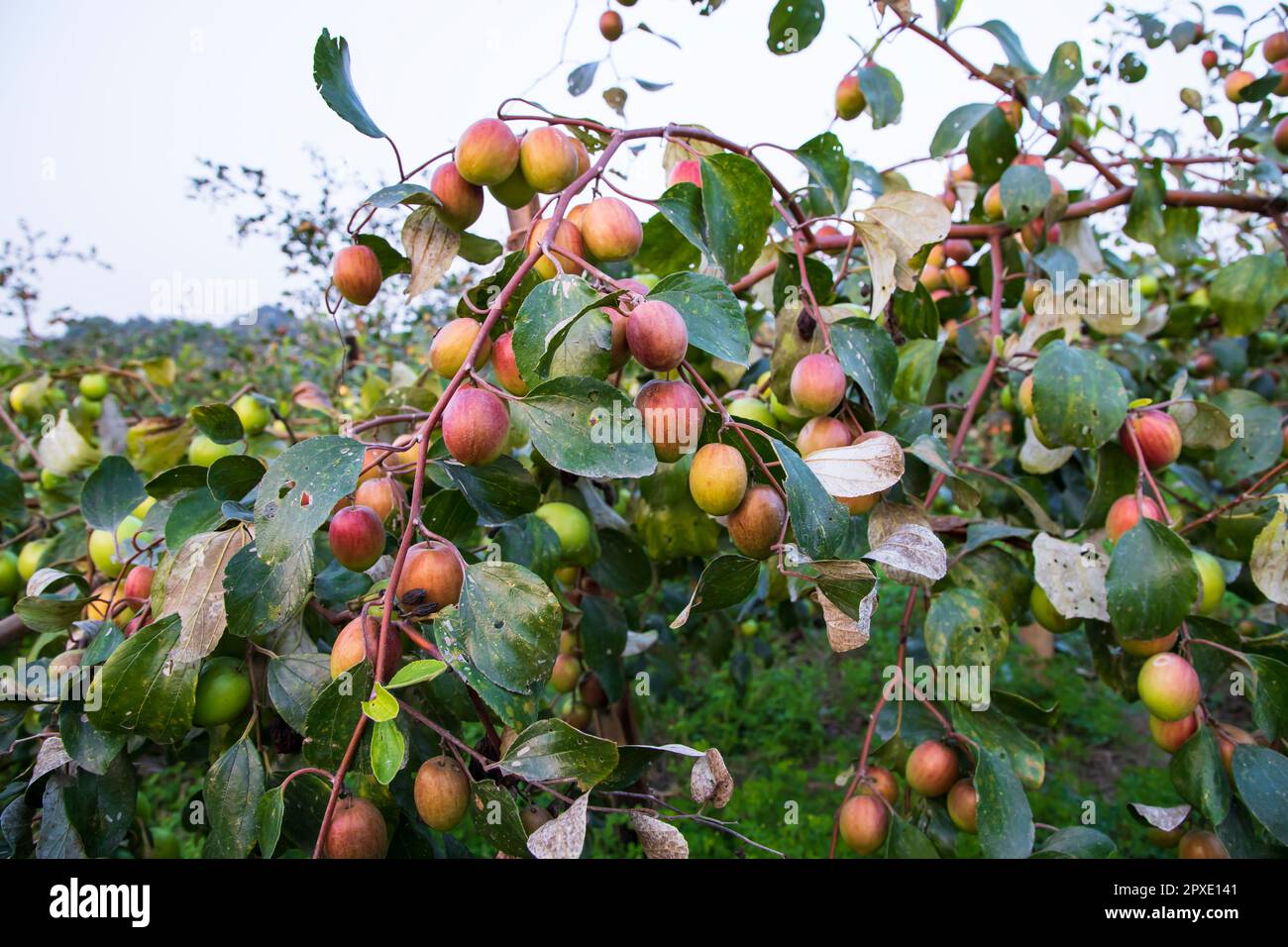 Kul boroi hi-res stock photography and images - Alamy
