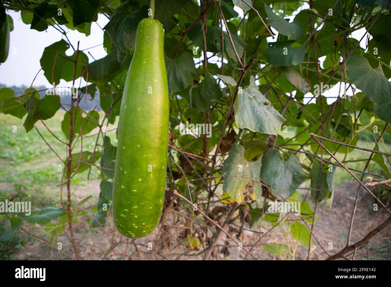Green Bottle guard hanging on the garden tree branch Stock Photo - Alamy