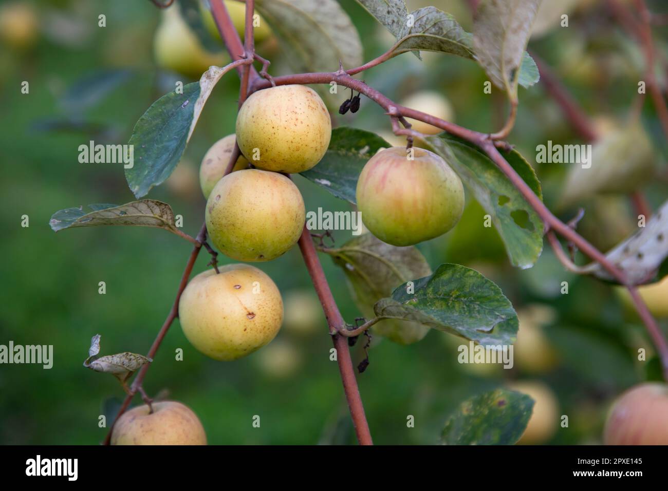 Red jujube fruits or apple kul boroi on the branches of a tree in the ...