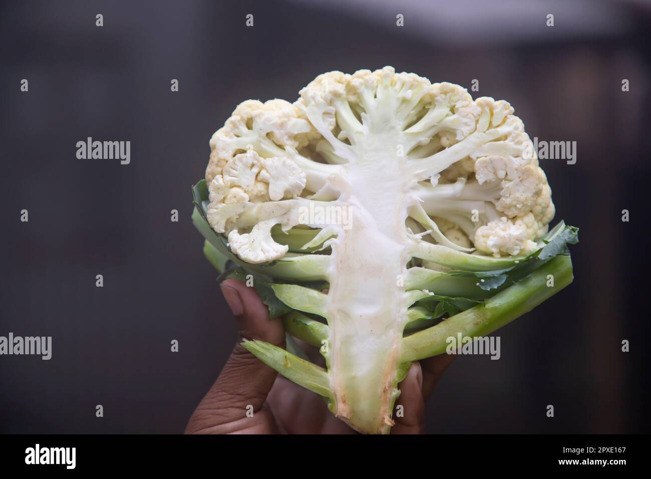 hand holding Fresh organic Cauliflower half slice with the blurry ...