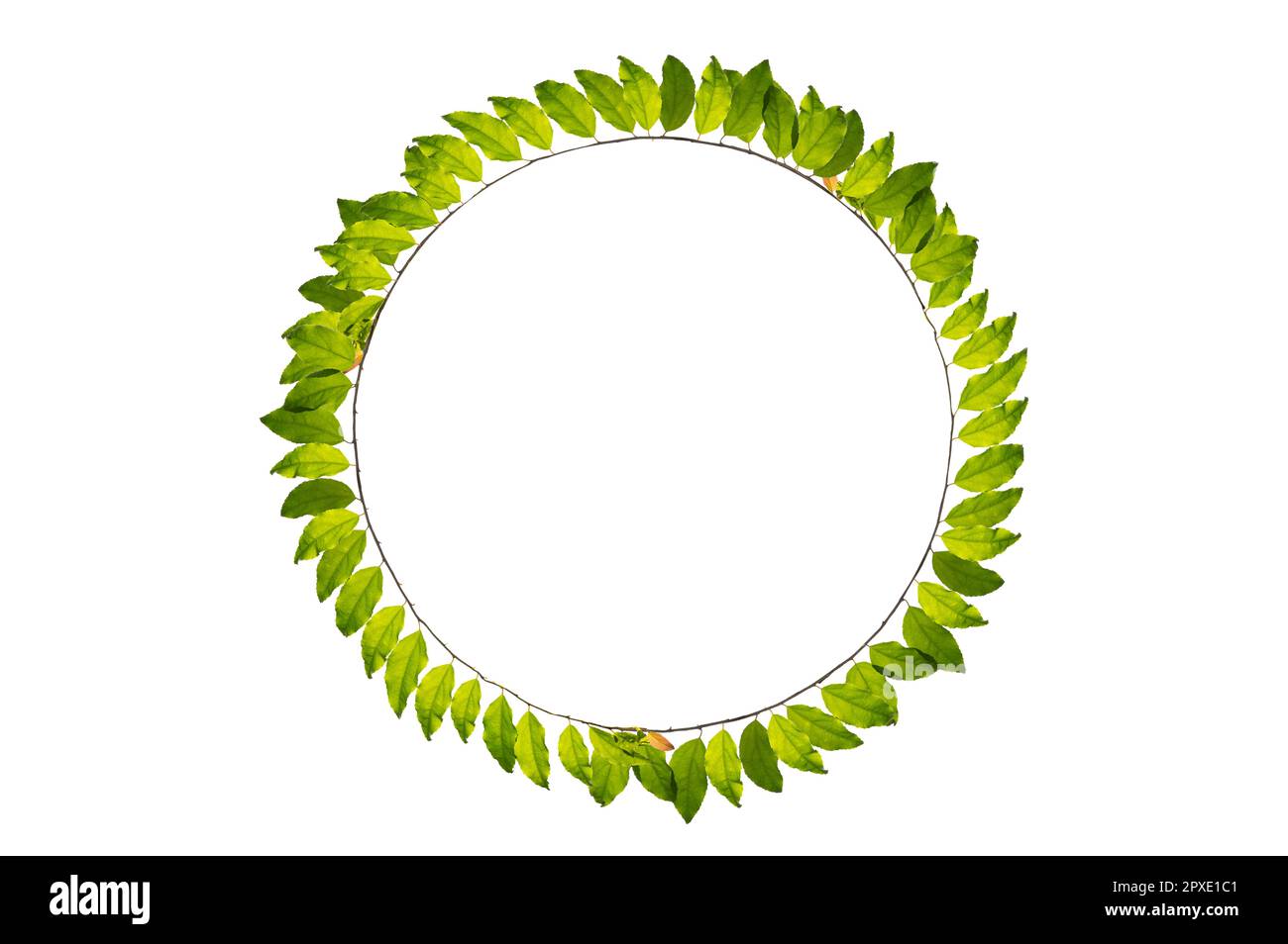 leaf vine circle isolates on a white background Stock Photo - Alamy