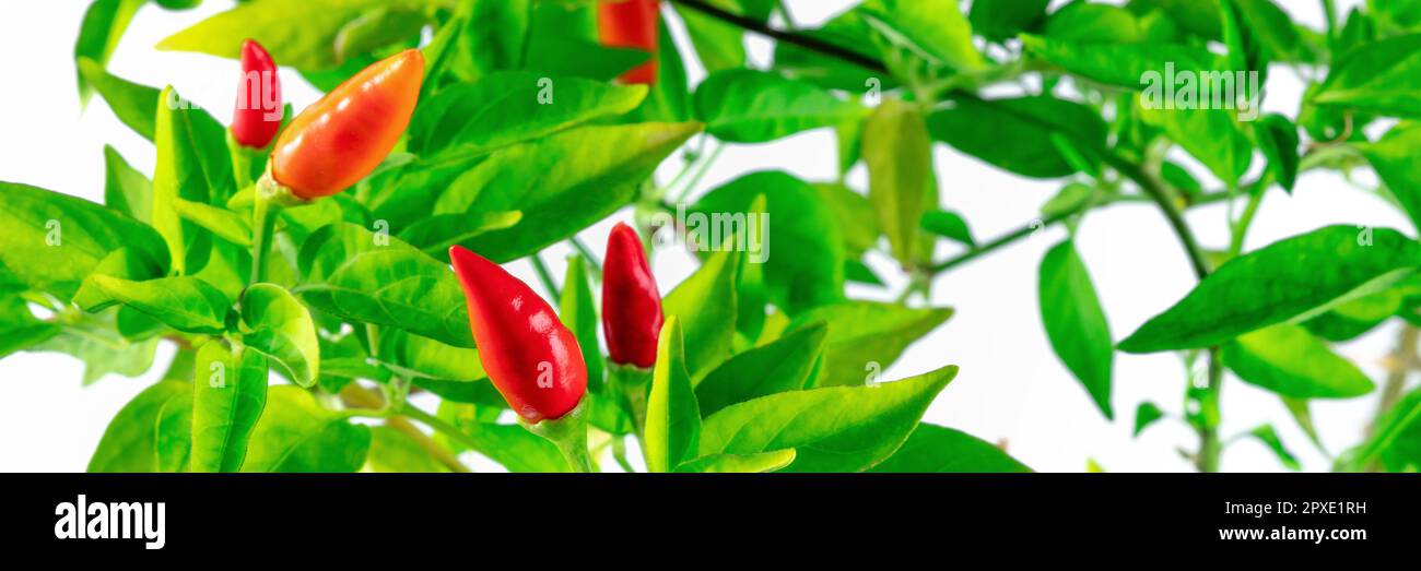 Organic red pepper plant panorama, with green leaves, on a white ...