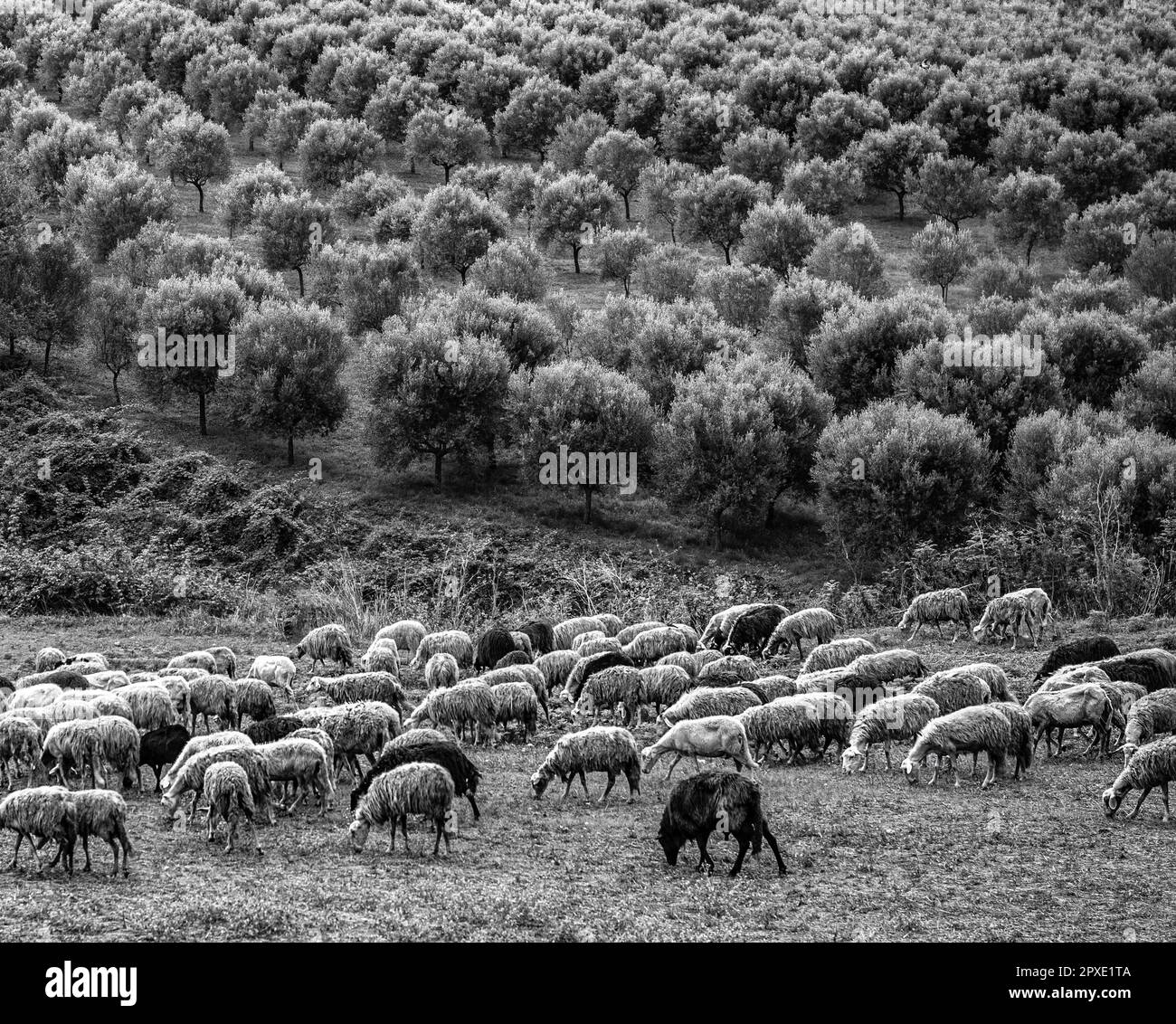 Lush green grazing field Black and White Stock Photos & Images - Alamy