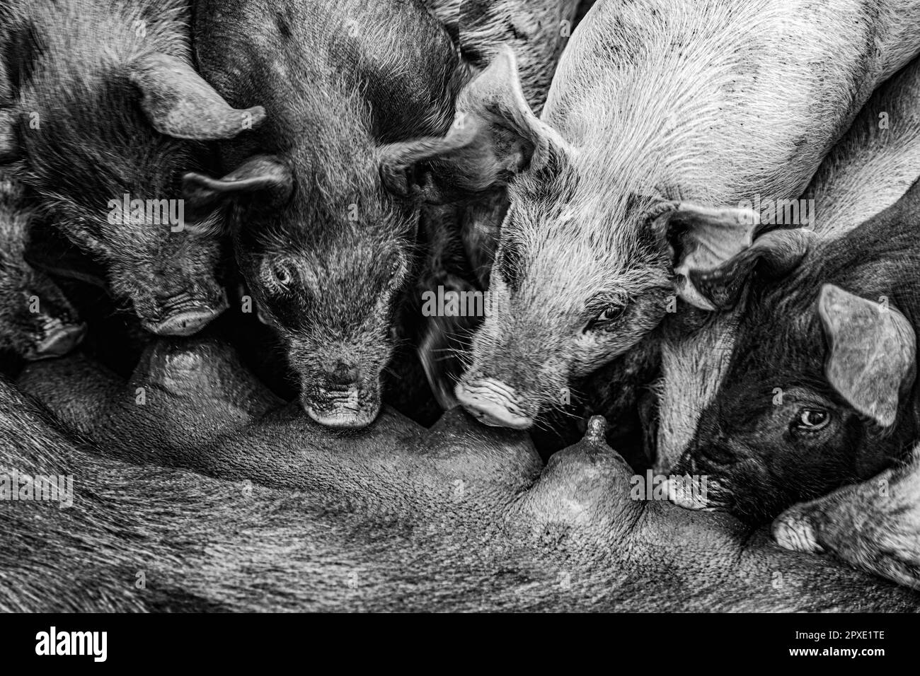 Milk mother Black and White Stock Photos & Images - Alamy