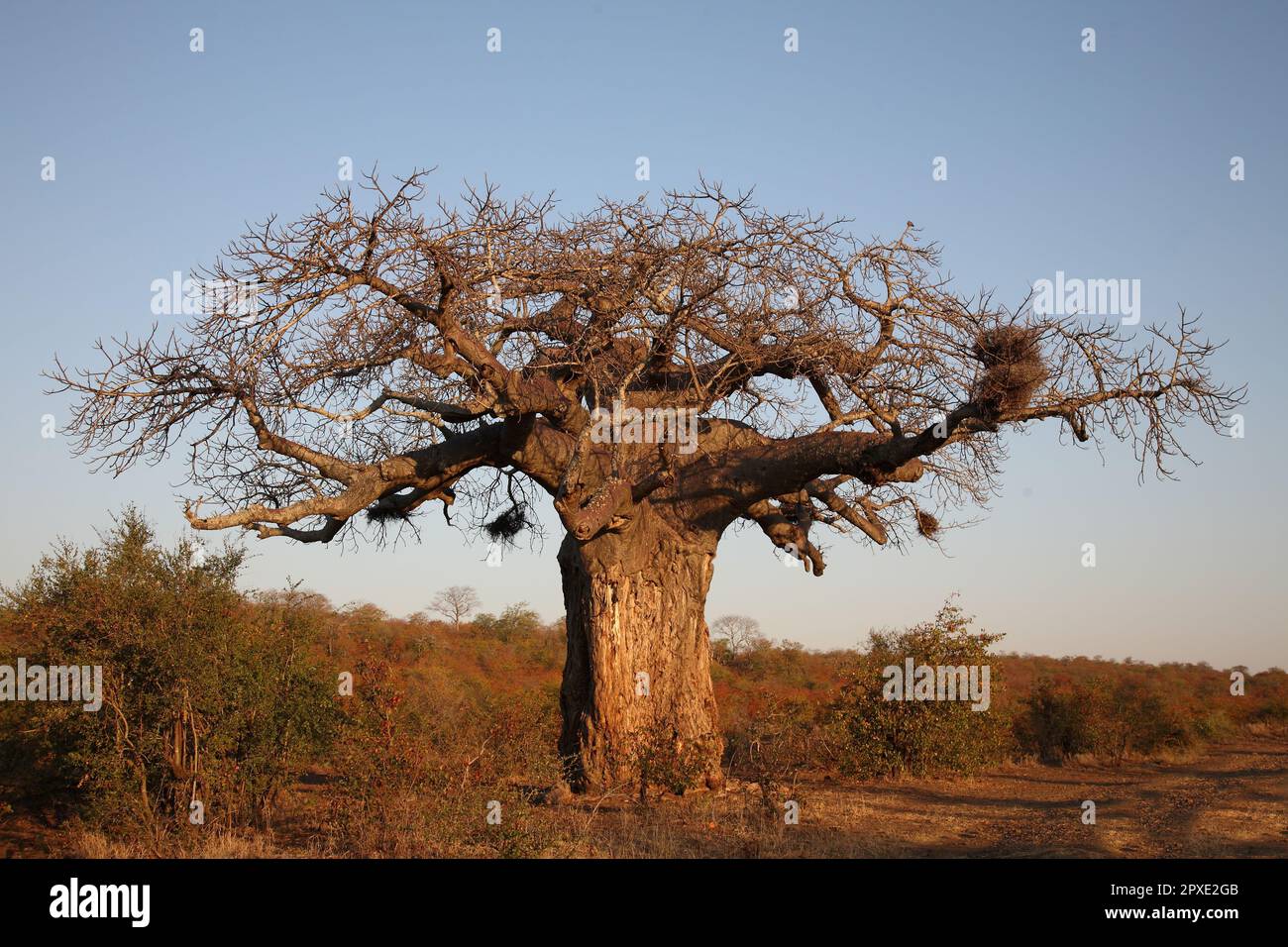 Affenbrotbaum / Baobab / Adansonia digitata Stock Photo - Alamy