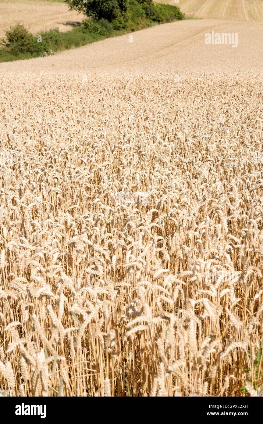 A large field of ripe crops ready for harvesting Stock Photo - Alamy
