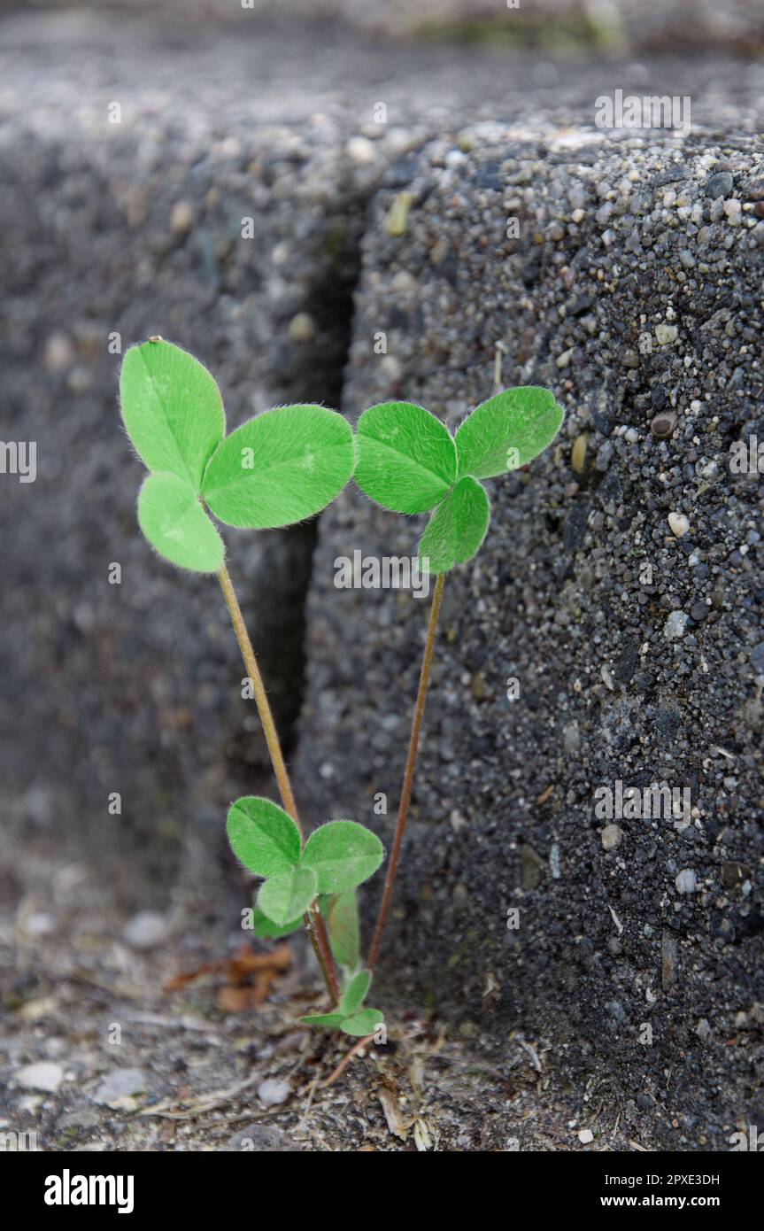 A closeup shot of clover growing on a solid concrete surface Stock ...