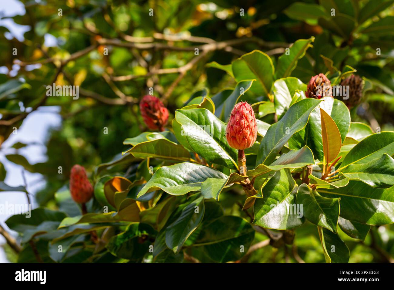 Close up of magnolia grandiflora fruit in autumn Stock Photo - Alamy