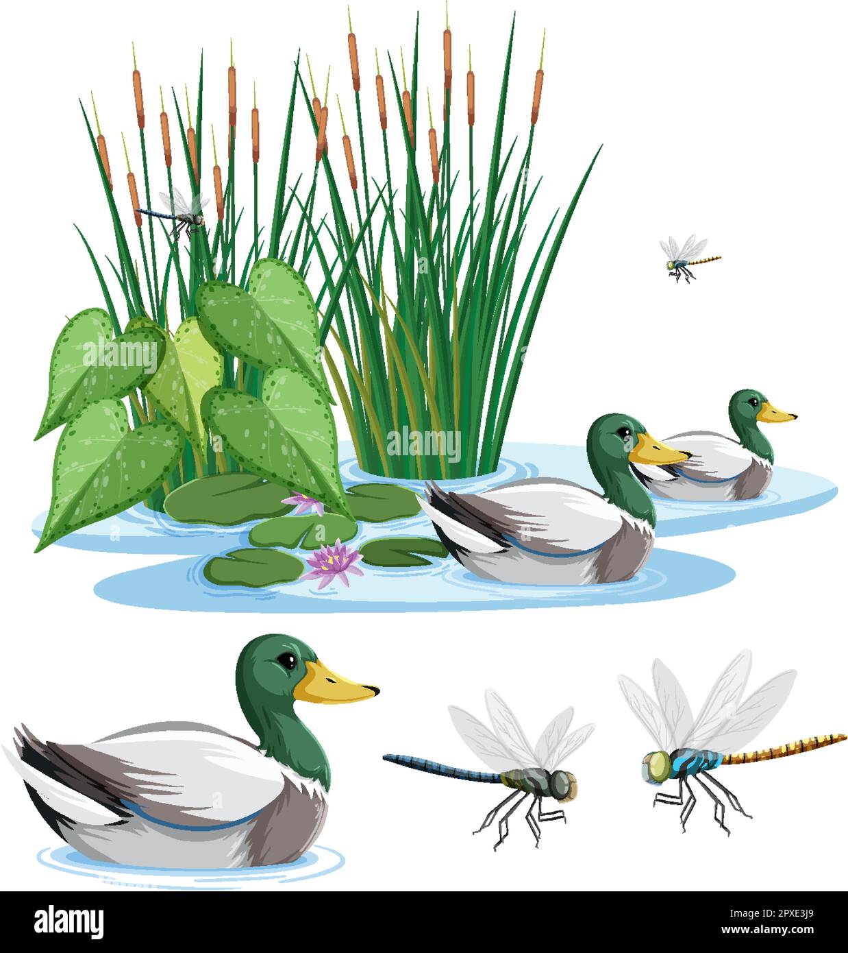 Duck Swimming in Pond with Dragonfly illustration Stock Vector Image ...