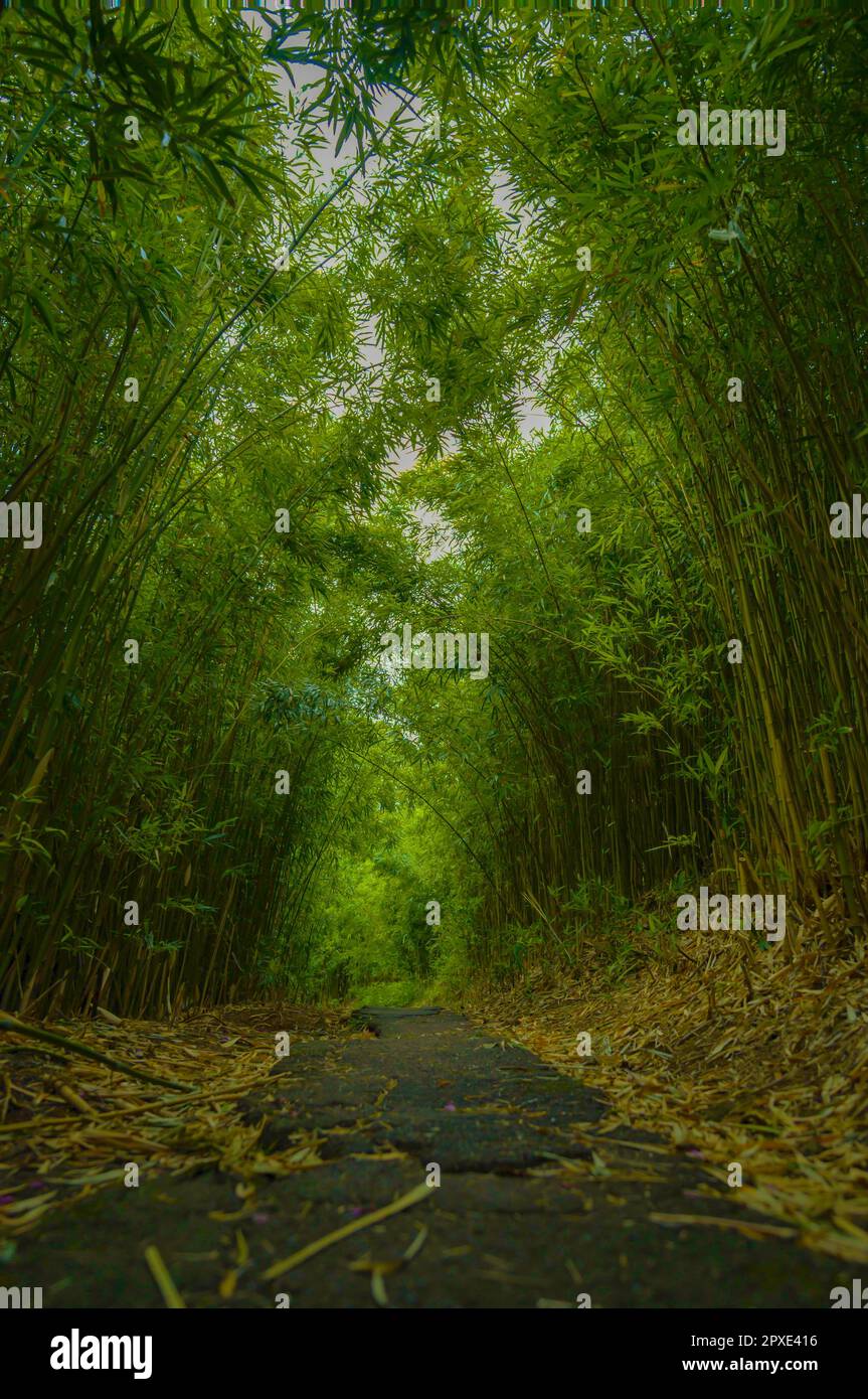 A scenic pathway lined with towering bamboo trees in a lush forest ...