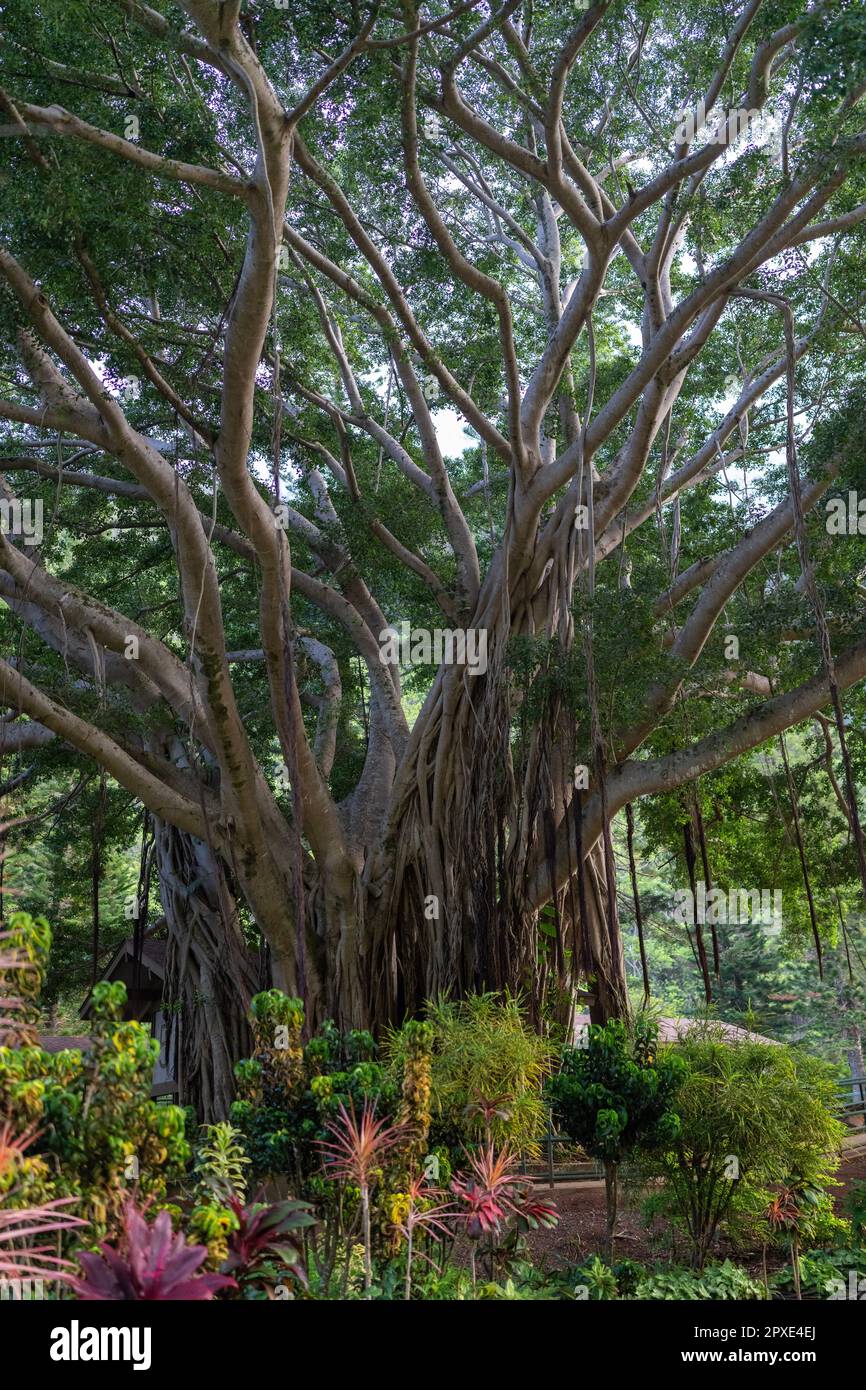 A lush, idyllic garden with a stunning banyan tree as the centerpiece ...