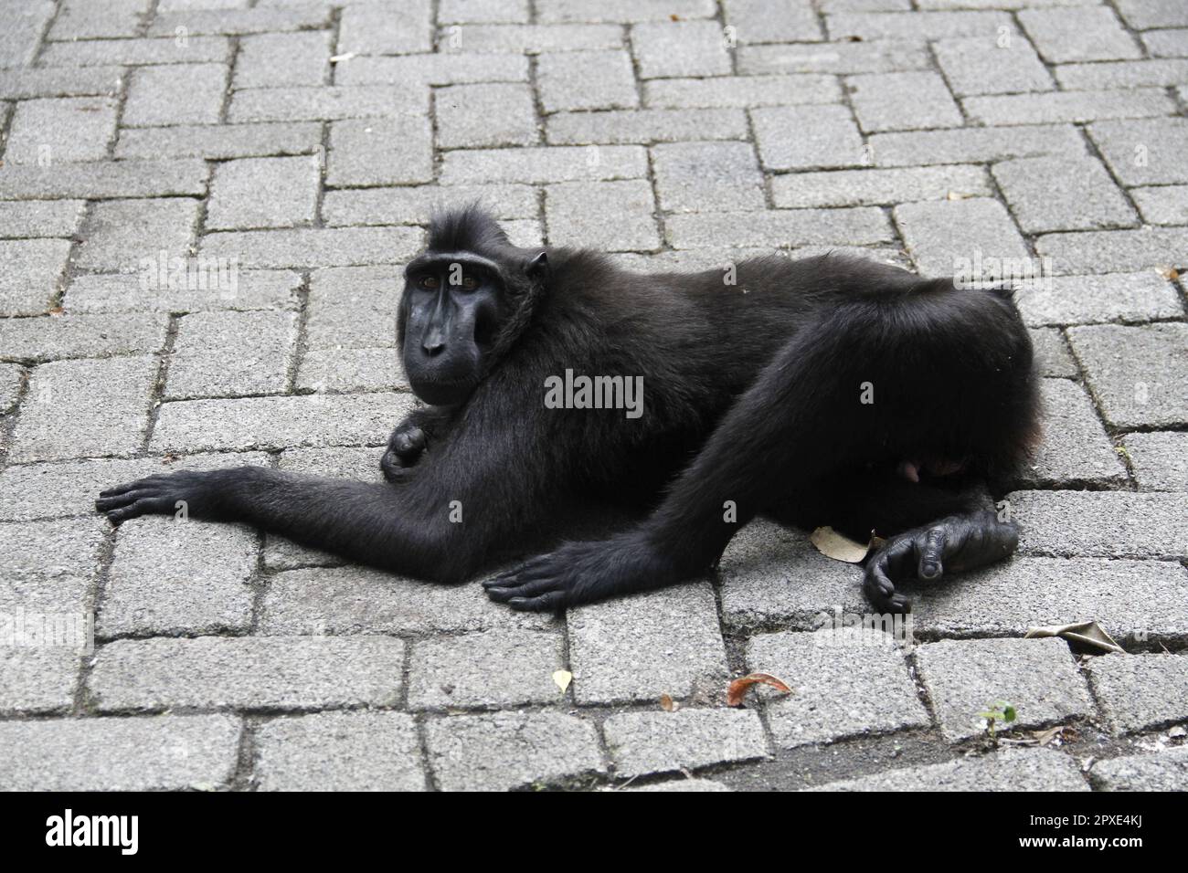 Yaki or Sulawesi Black Monkey (Macaca nigra) with cute and adorable ...
