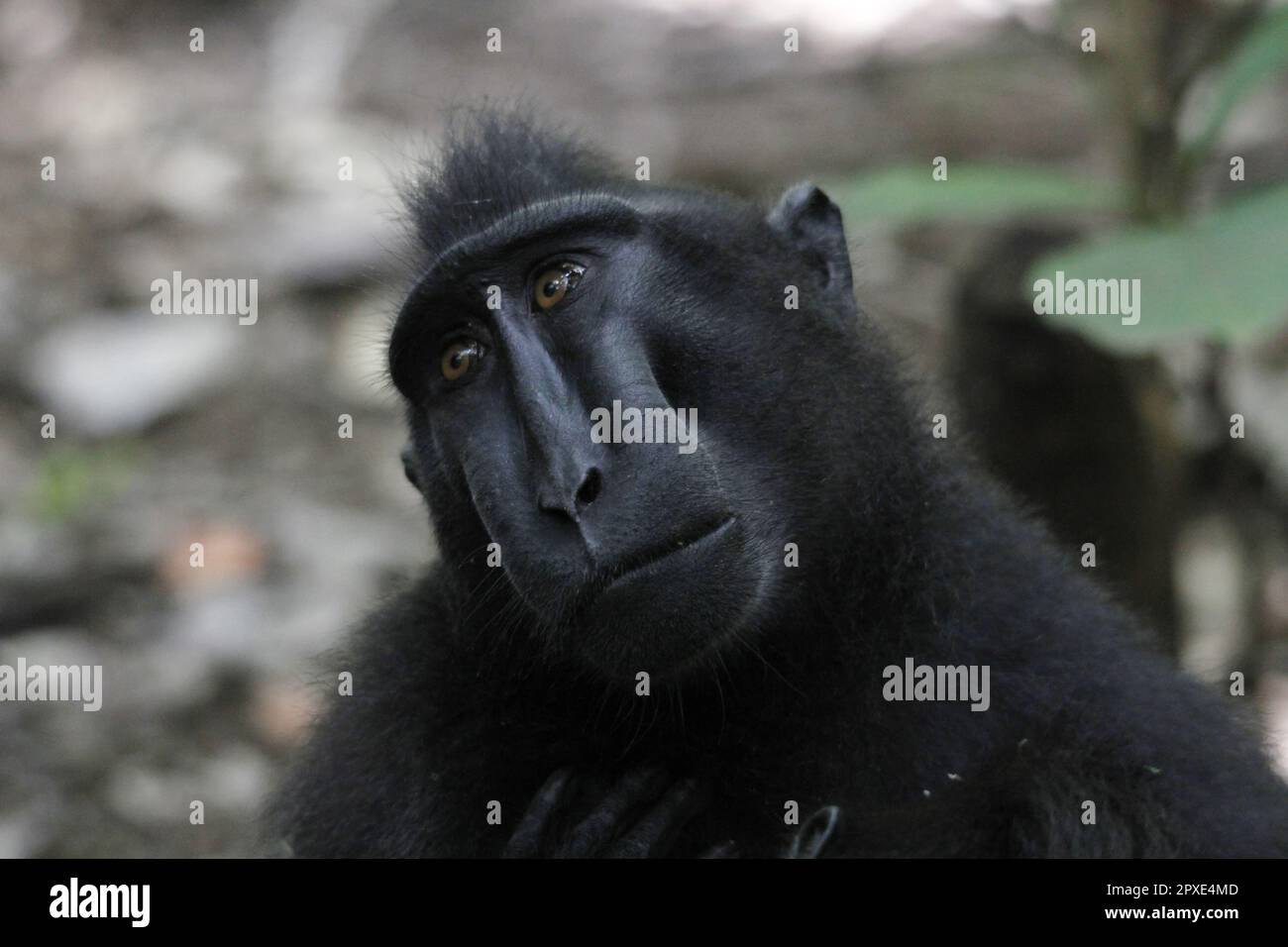 Yaki or Sulawesi Black Monkey (Macaca nigra) with cute and adorable ...