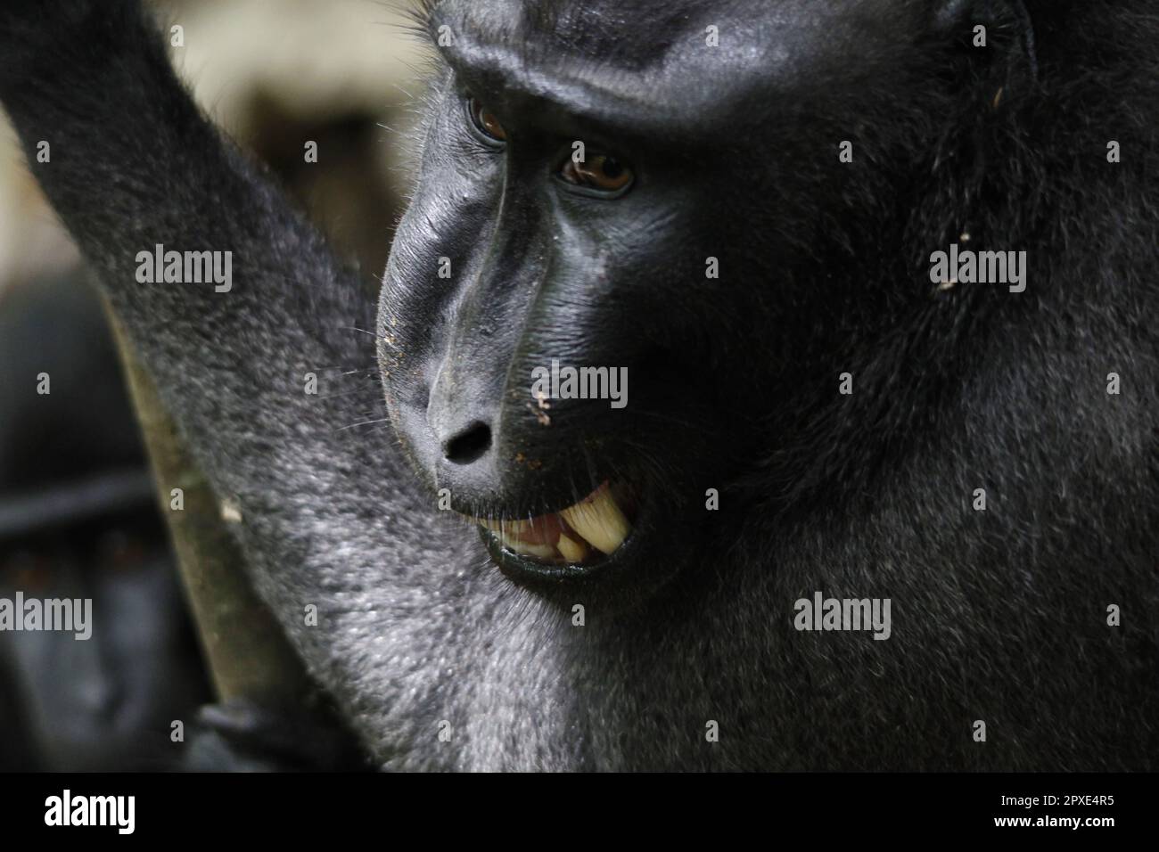 Yaki or Sulawesi Black Monkey (Macaca nigra) with cute and adorable ...
