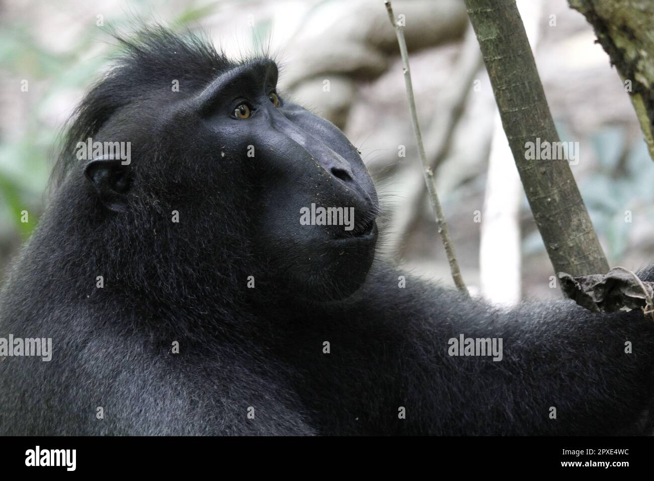 Yaki or Sulawesi Black Monkey (Macaca nigra) with cute and adorable ...