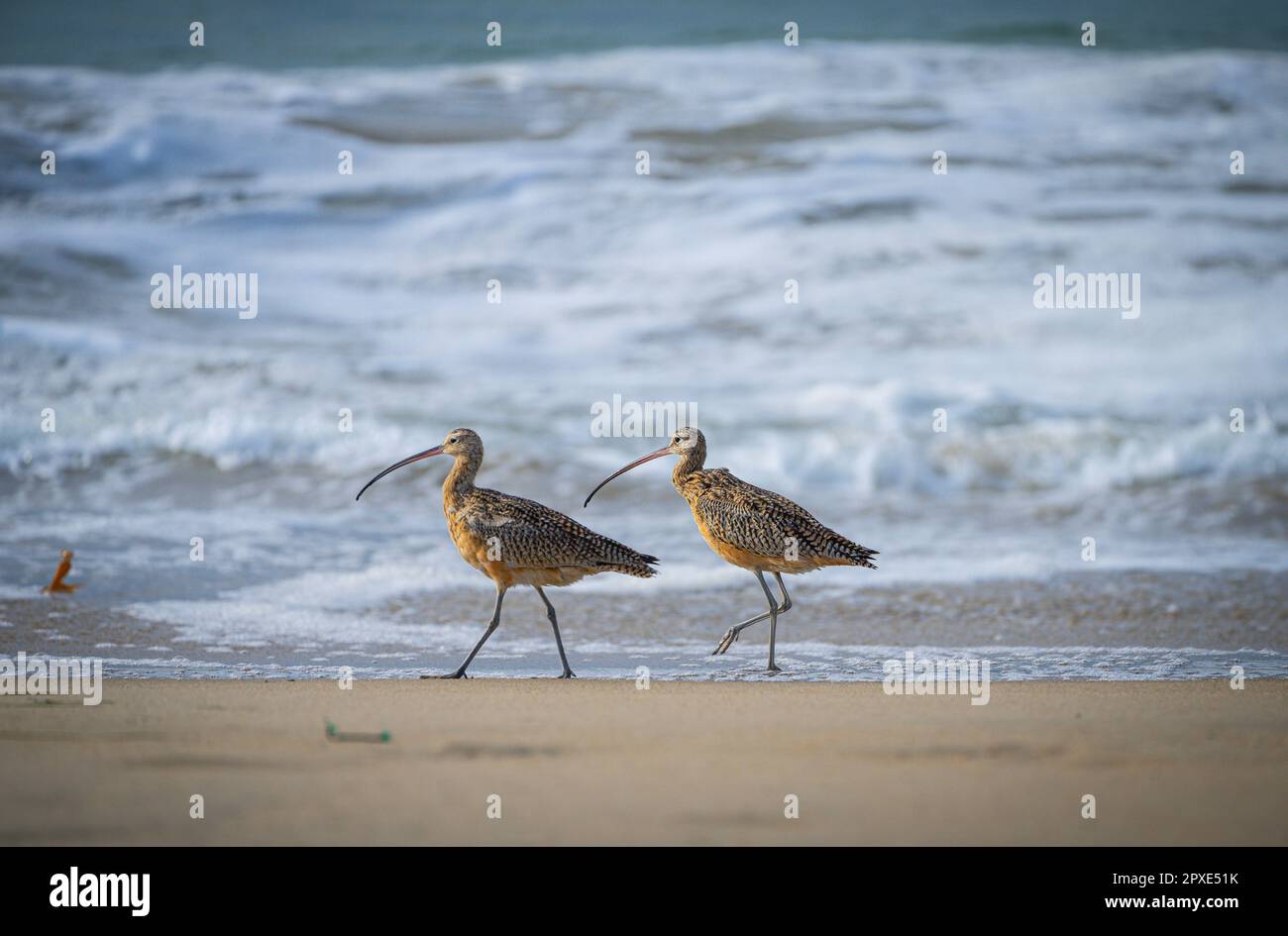 The two Far Eastern Curlews (Numenius madagascariensis) perched on the ...