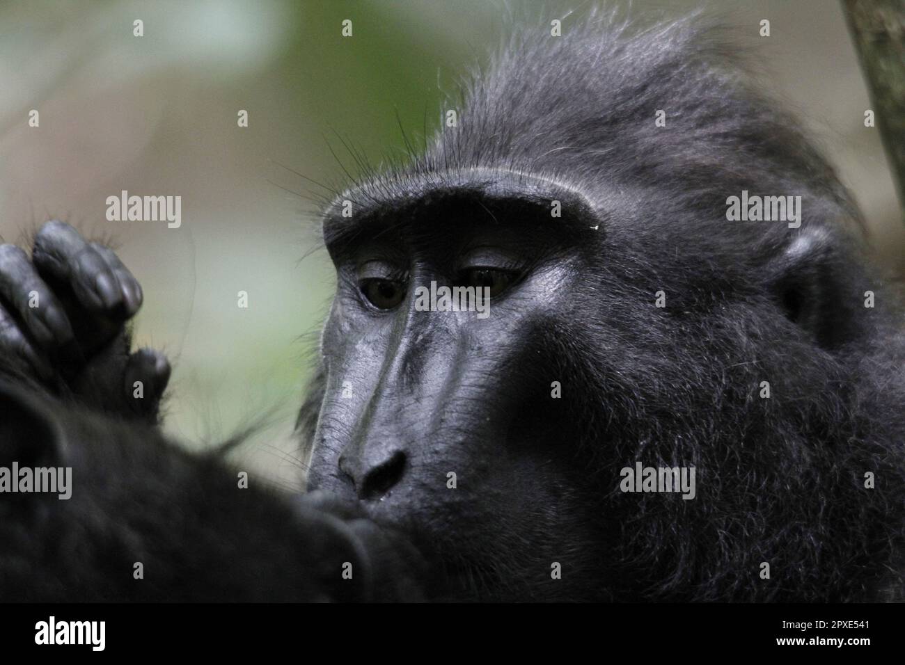 Yaki or Sulawesi Black Monkey (Macaca nigra) with cute and adorable ...